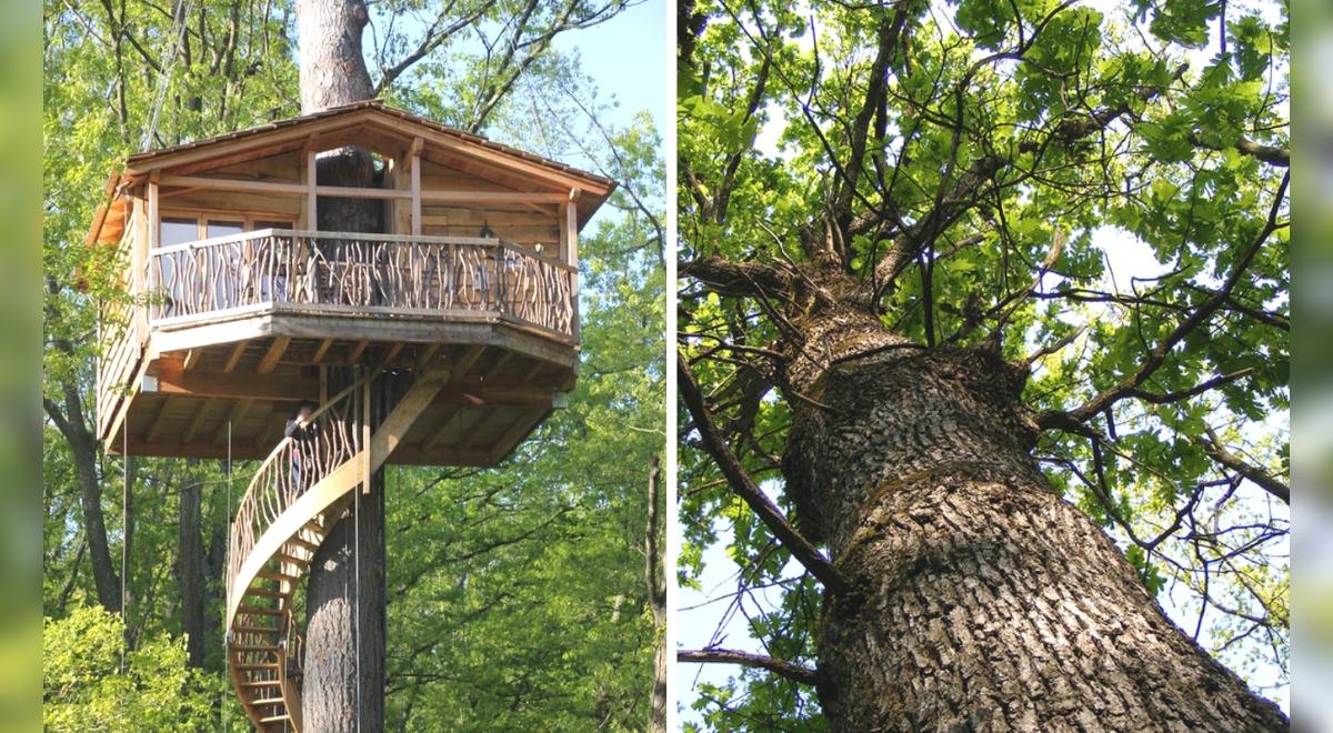 Madera de roble: características, principales usos y tipos | Consejos ...