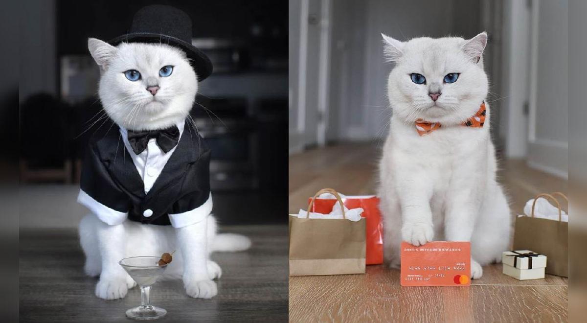 Instagram viral: conoce a Coby, el gato ‘más bello del mundo’ e ...