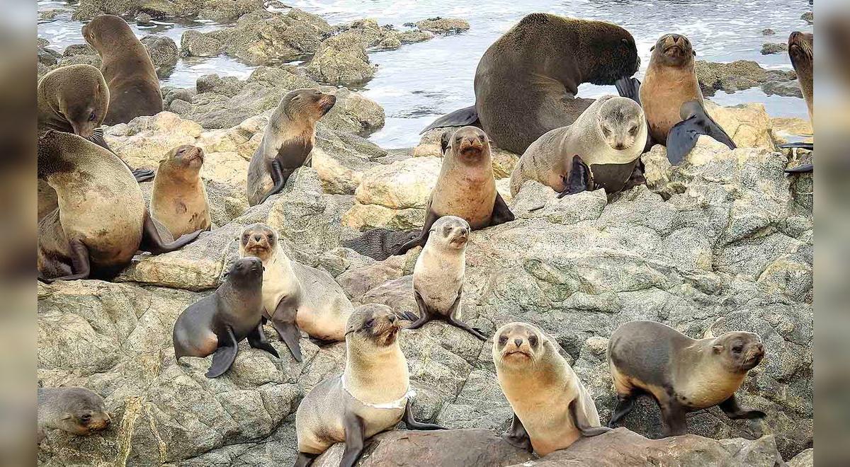 Punta coles, reserva de vida en Ilo Moquegua lrsd | Sociedad | La República