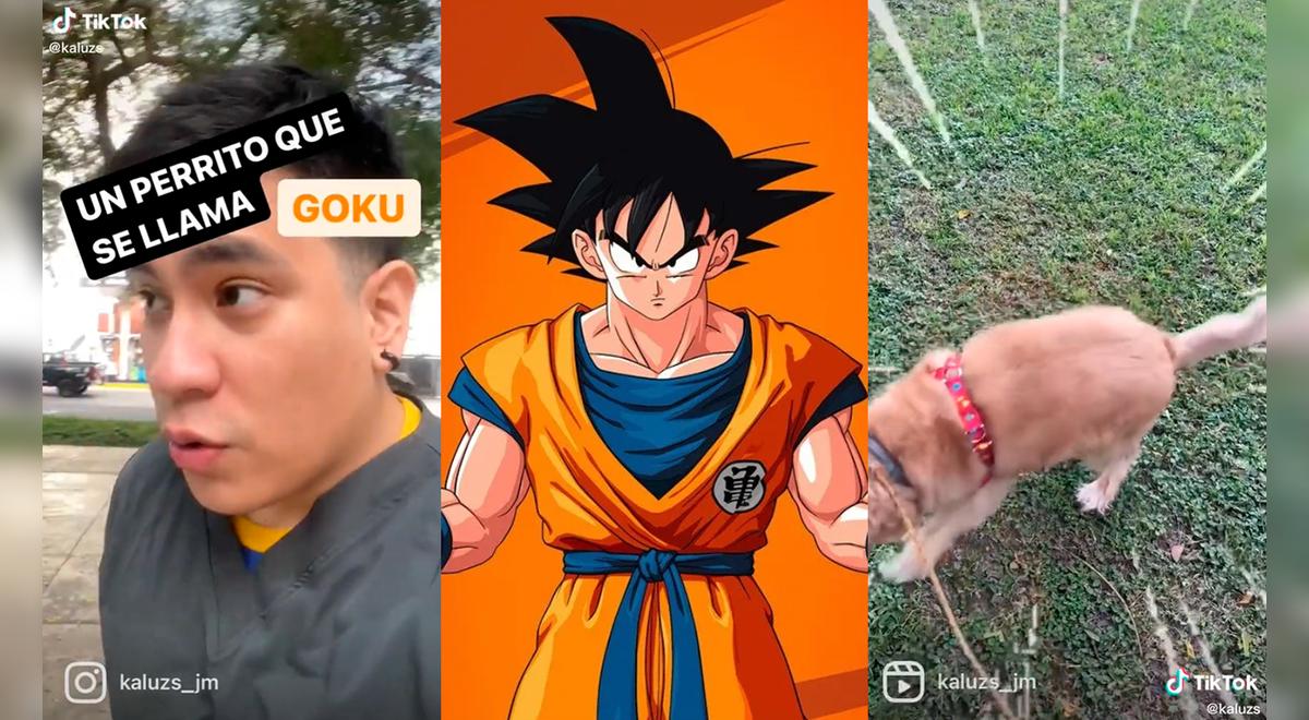 TikTok viral: joven cuida a perrito llamado Goku y lanza la frase más ...