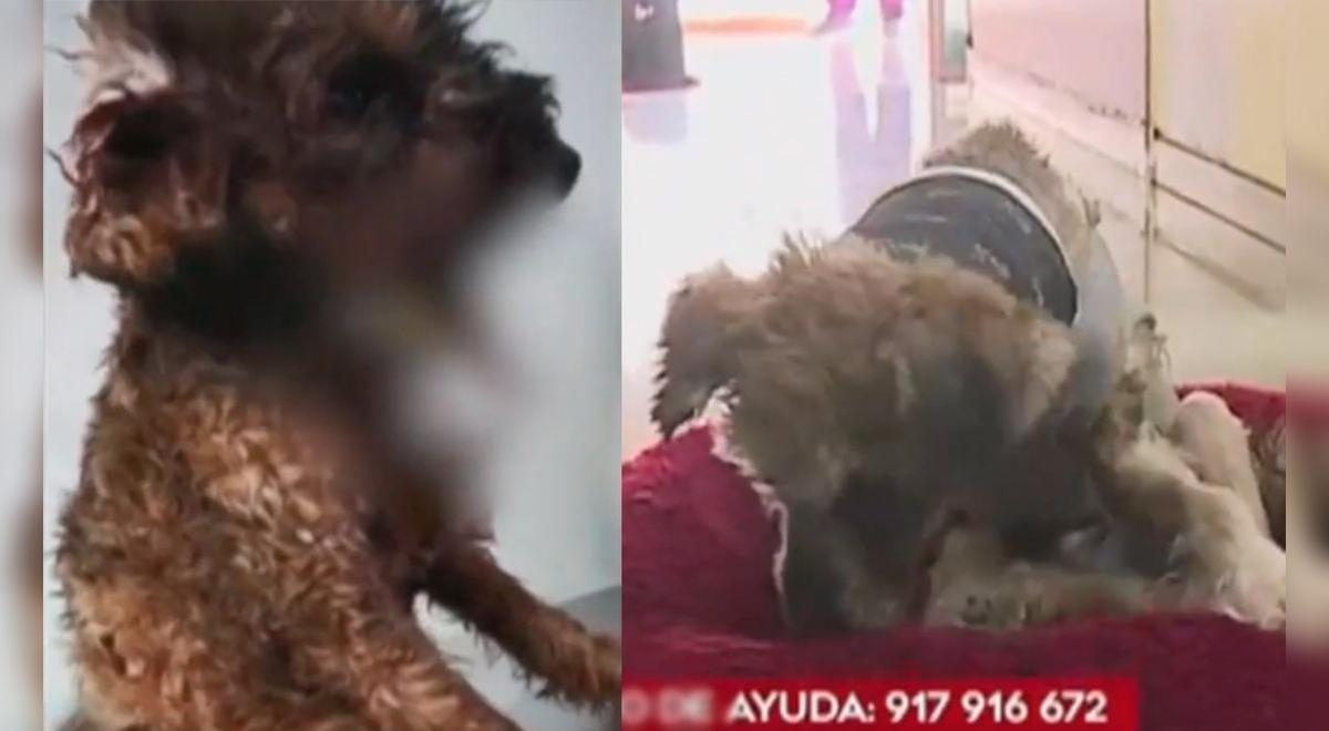 Conoce a Peluchín: perrito que sufrió maltrato y casi muere, pero fue ...