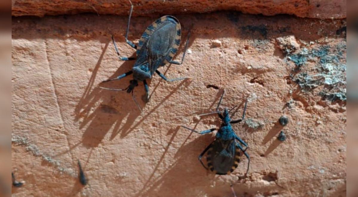 Arequipa: Geresa realizó labores de fumigación ante alerta de ...