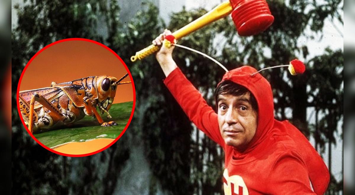 Chapulín Colorado: ¿cómo es este insecto y qué relación tiene con el ...