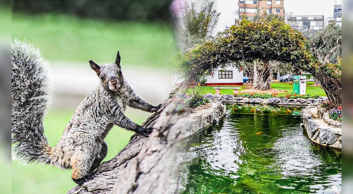 Ardillas en Lima: ¿por qué hay ardillas, en qué distritos hay y cómo ...