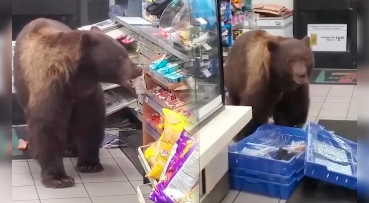 Un atrevido oso entra a una tienda y sorprende al cajero tras llevarse ...