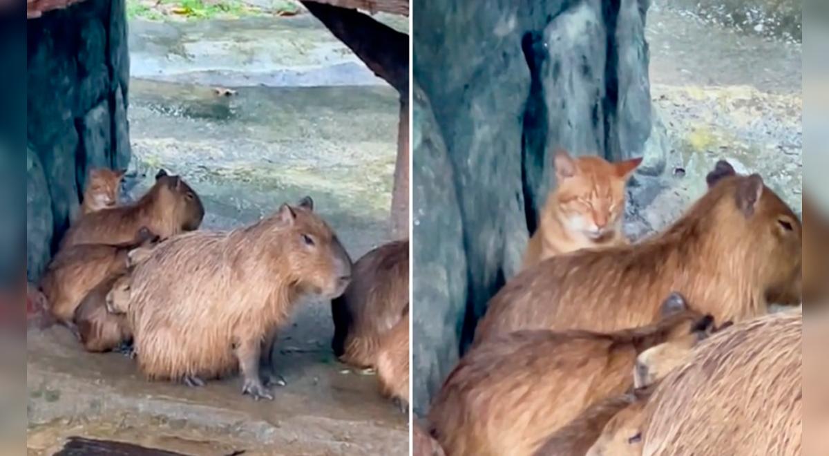 TikTok viral: Gatito se camufla con grupo de carpinchos para protegerse de la lluvia y el frío ...