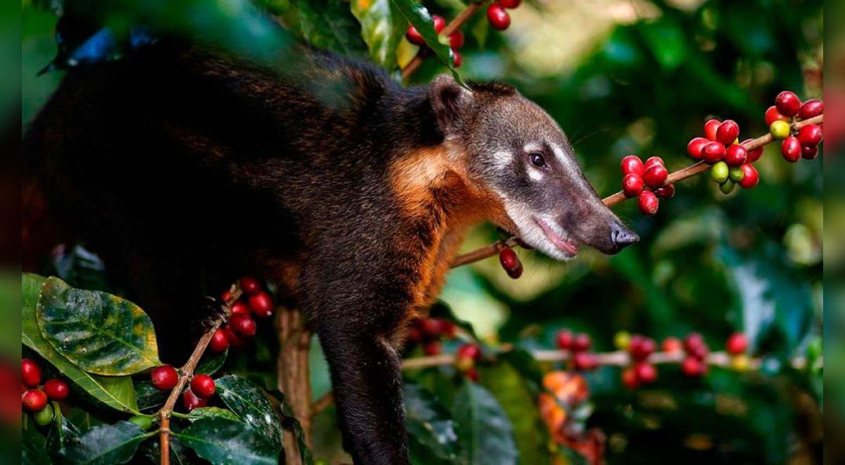 Café de misha: ¿por qué este insumo, obtenido de las heces del animal ...