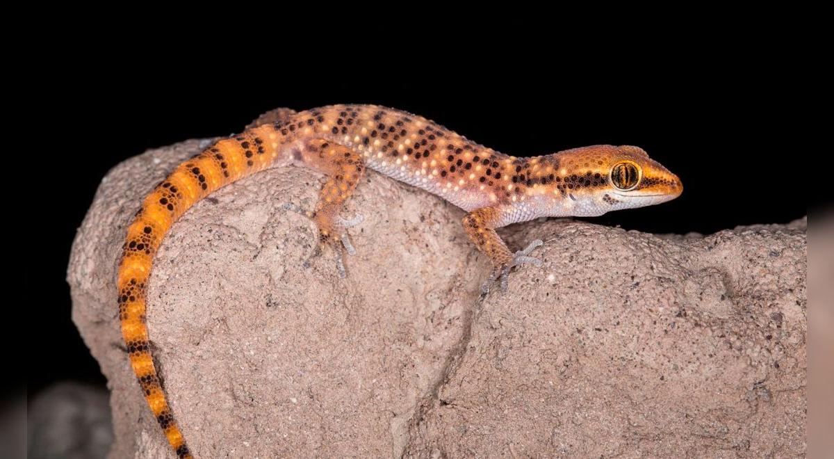 El reptil cuyo único hogar en el mundo es Lima y ahora está a punto de ...