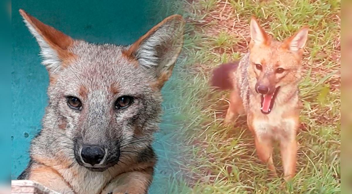 Run Run: qué fue del zorro más famoso del Perú y dónde se encuentra en ...