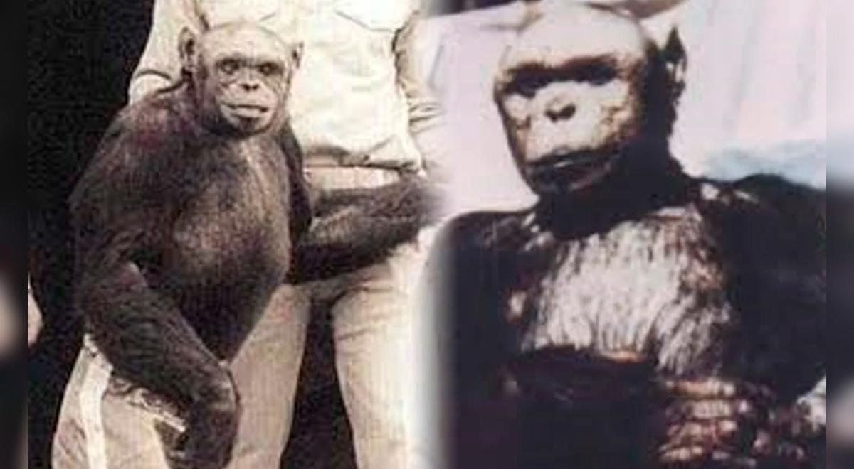 Oliver, el chimpancé: cuál es la trágica historia del chimpancé que fue ...