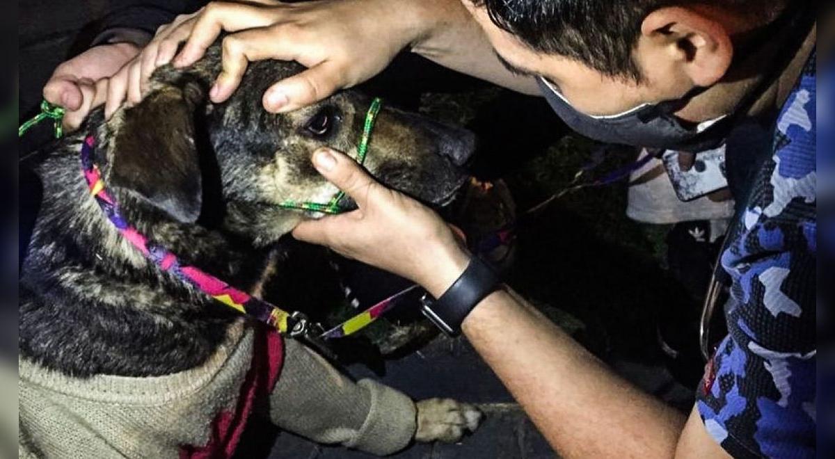 ¿Cómo afectan las bombas lacrimógenas a los animales en las calles? Así ...
