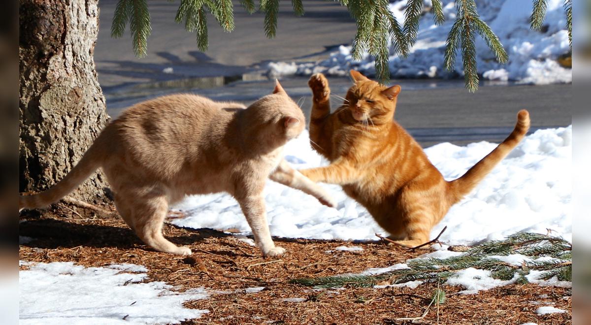 ¿Cómo saber si mis gatos están jugando o peleando? | Ciencia | La República