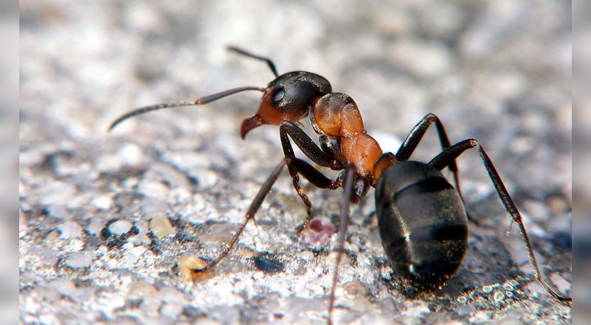Las hormigas pueden ser entrenadas para detectar el cáncer con su ...