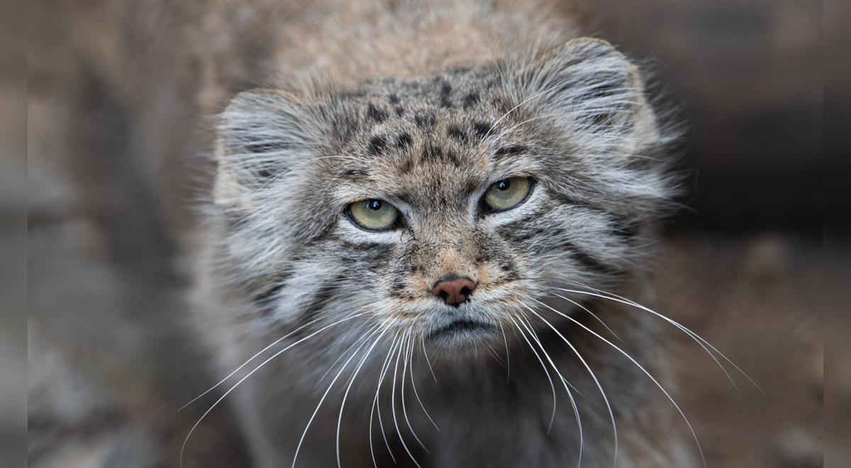 Biólogos descubren un peculiar felino viviendo en el monte Everest ...