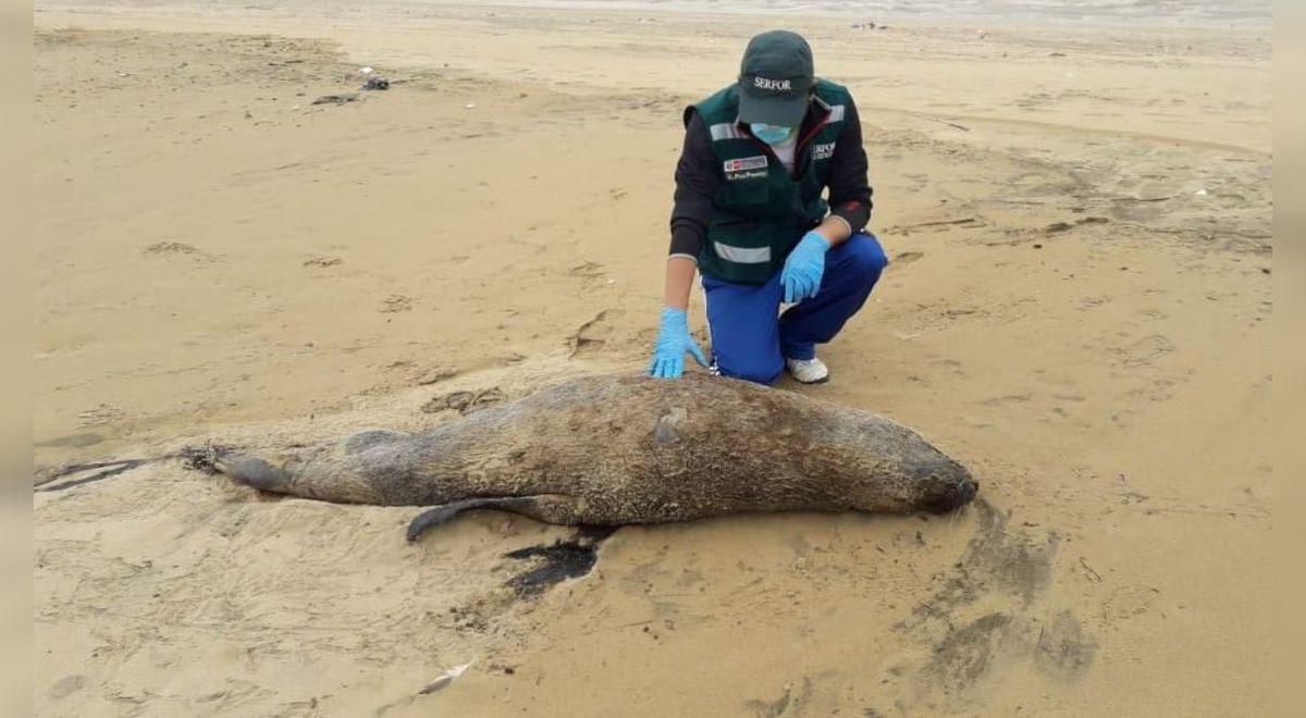 Lobos marinos: ¿qué hacer si encuentro uno varado en la playa? | Sociedad | La República
