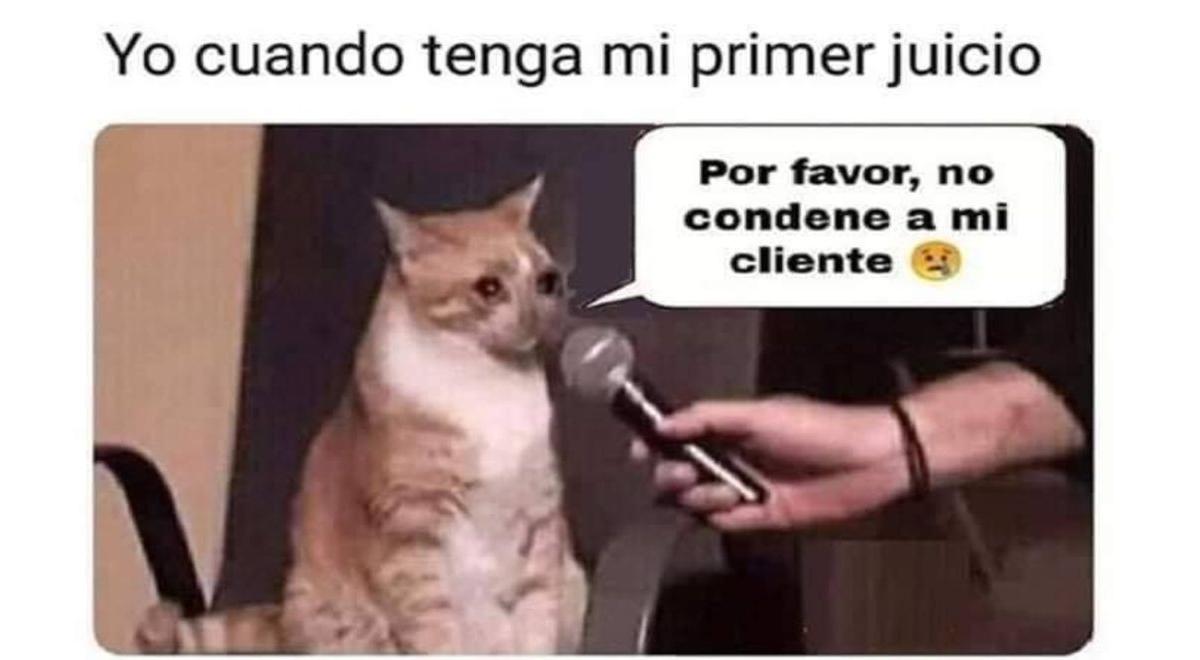 Día del abogado: los mejores memes en redes sociales para celebrar la ...