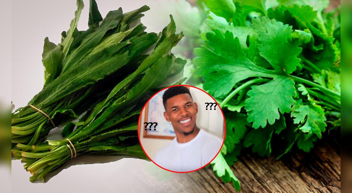 ¿En qué se diferencian el cilantro y el culantro y cuál es la que suele ...