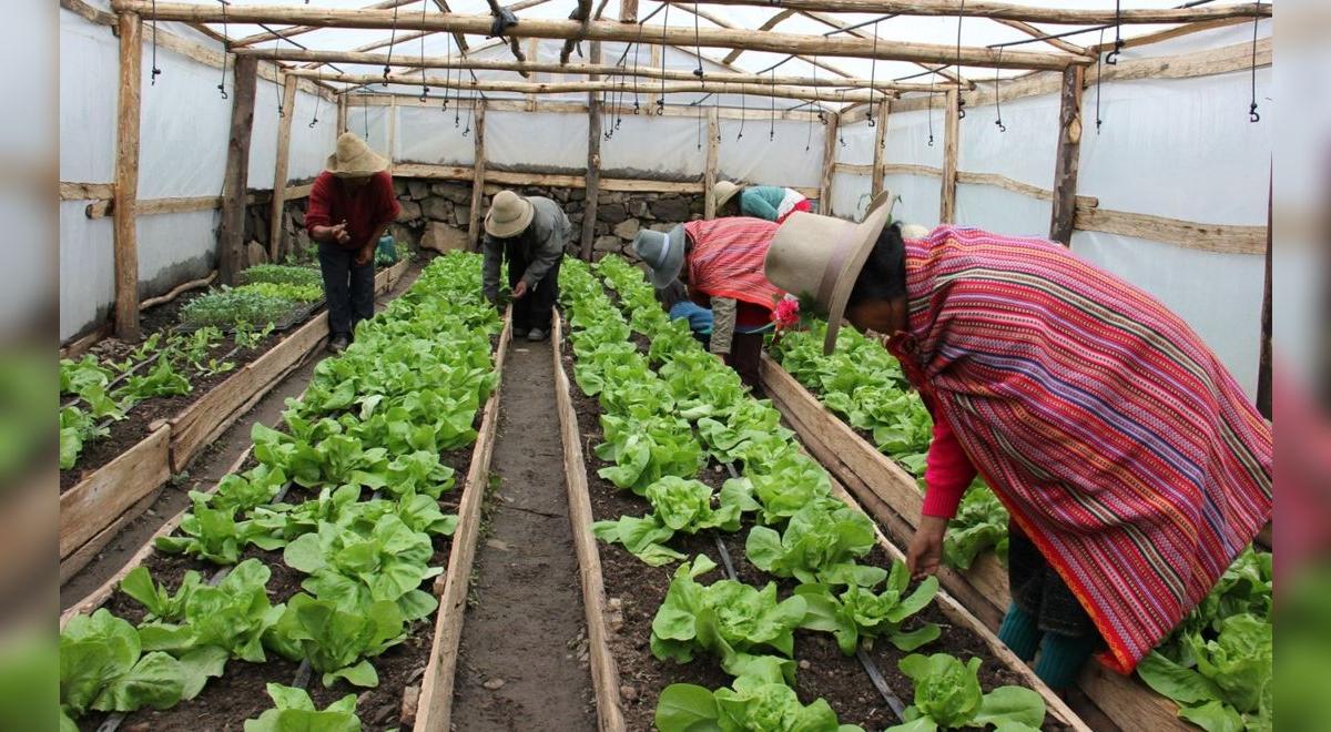 Foncodes: Haku Wiñay prevé alcanzar a más de 36.513 hogares entre 2023 ...