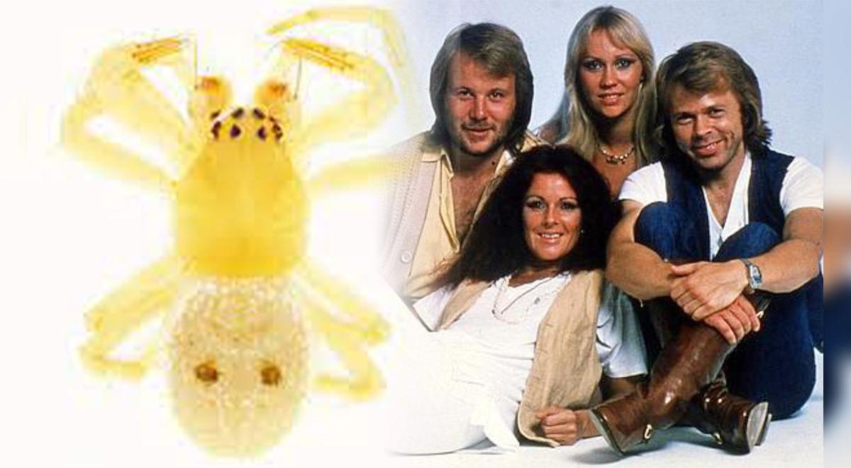 ¡Mamma mia, una araña! Científicos nombran como ABBA a nueva especie de ...