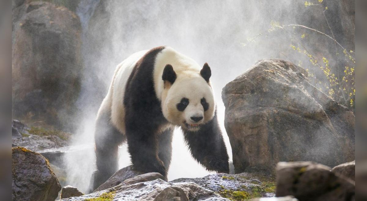 Paleontólogos chinos descubren al panda gigante carnívoro | Ciencia | La República