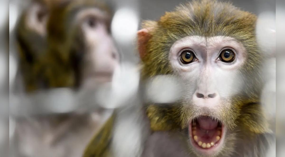 Científicos chinos logran crear embriones artificiales de monos sin ...