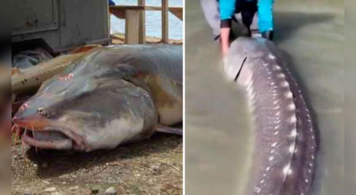 Pez Esturion | ¿Cuánto mide y pesa un pez esturión, el llamado ...