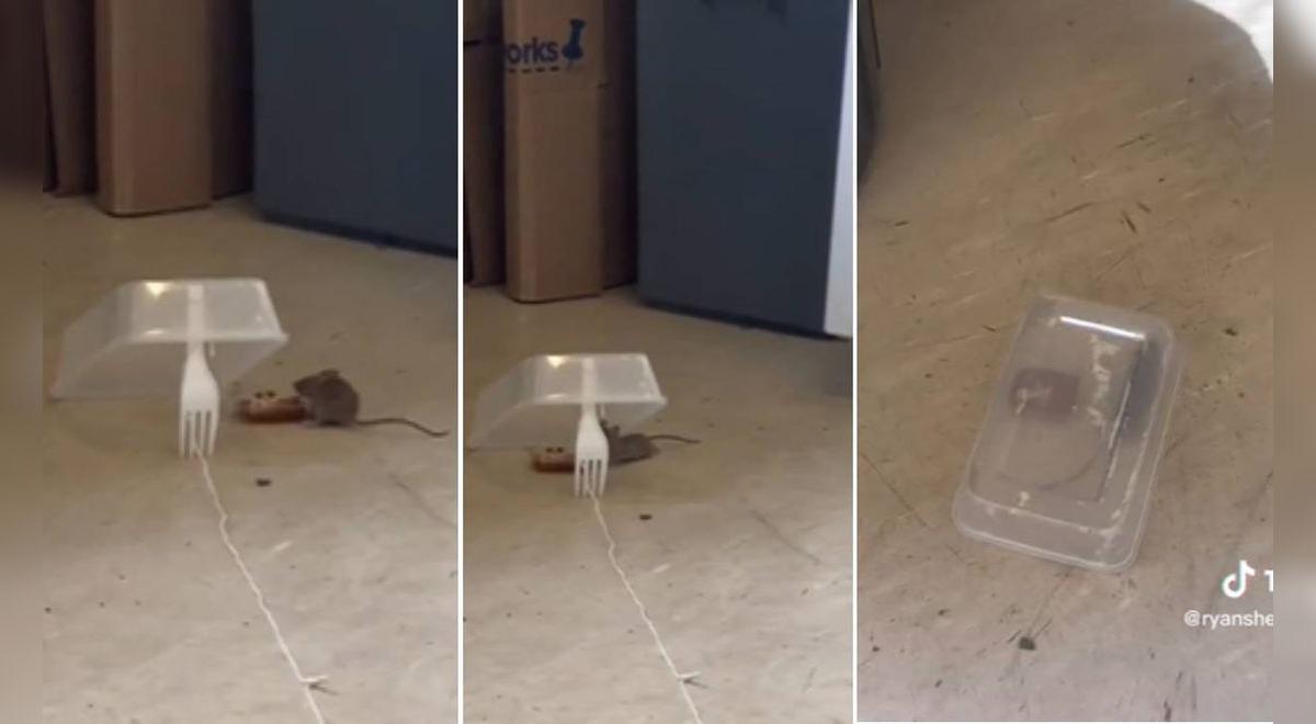 TikTok viral | Ratón protagoniza intensa ‘batalla’ con hombre que ...