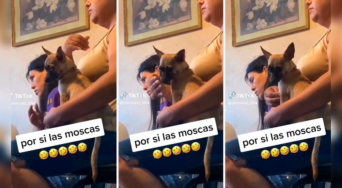 TikTok viral | Mujer persigna a su perrito y redes enloquecen: "Va ...