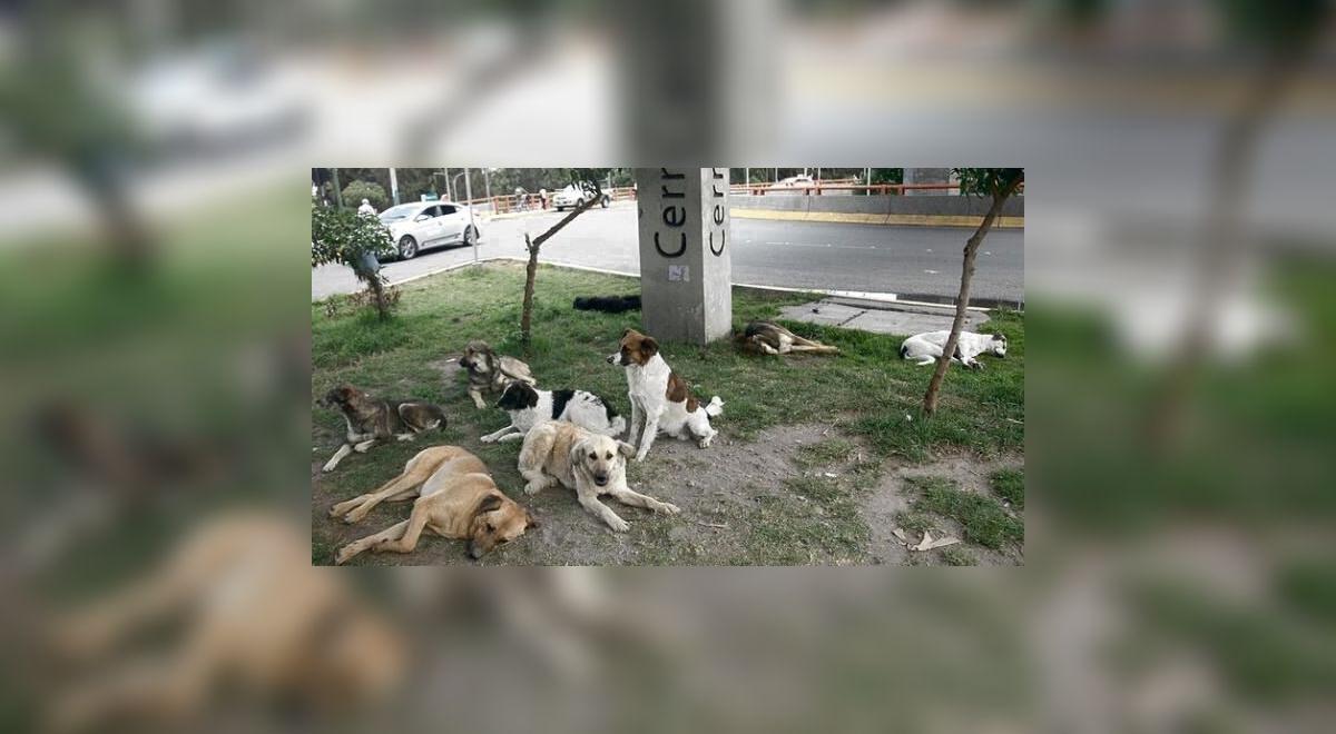 Arequipa: sancionarán hasta con 495 soles a familias que críen más de 3 ...