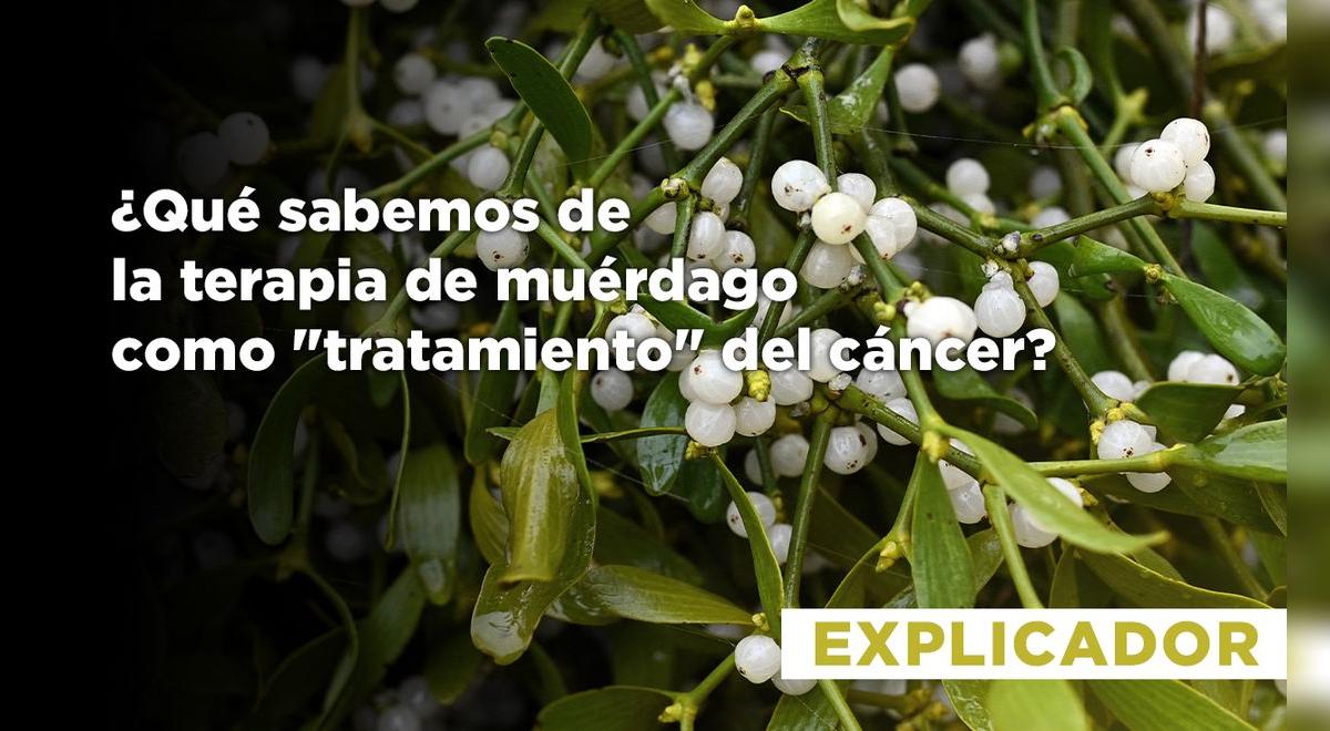 ¿Qué sabemos sobre la terapia de muérdago como 'tratamiento' para el ...