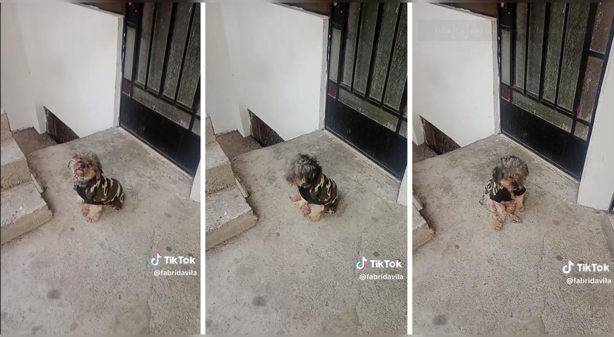 TikTok viral | Perrito ‘salsero’ impresiona con sus singulares ...