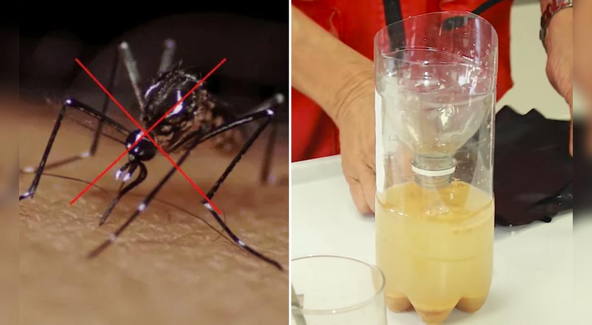 Aumentan casos de dengue en Perú: ¿cómo hacer una trampa para zancudos y disminuir su ...