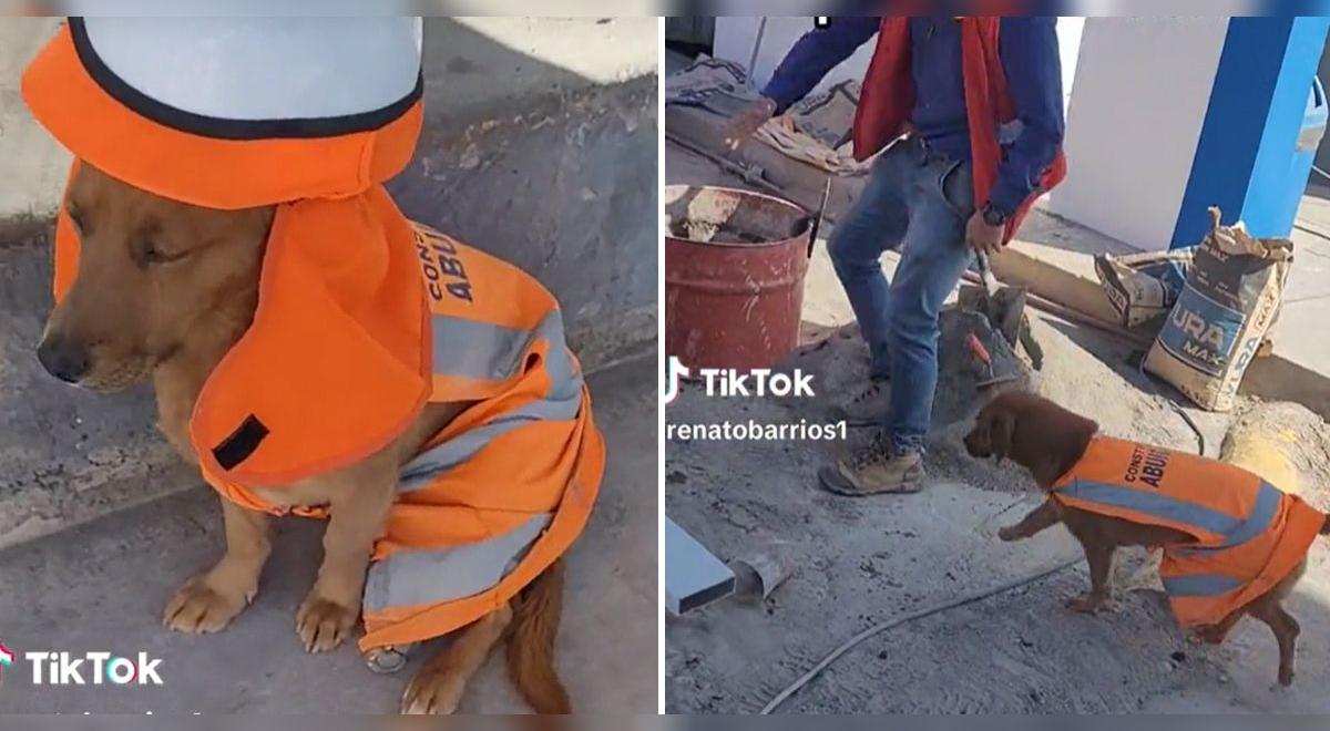 Viral TikTok | Arequipa | Perrito causa furor como supervisor de obra ...