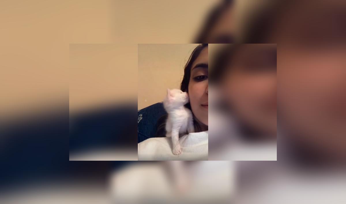 Facebook viral: gatito imita tierna acción de su dueña y le da amoroso ...
