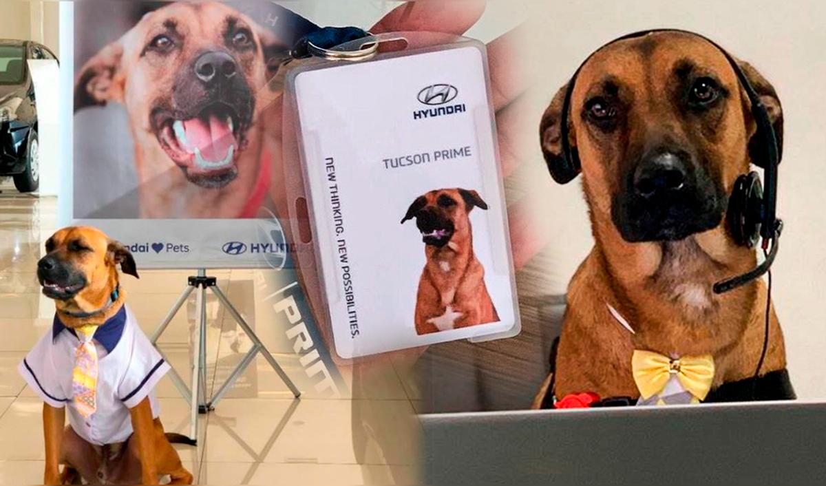 Tucson Prime: ¿qué pasó con el perro callejero que se convirtió en ...