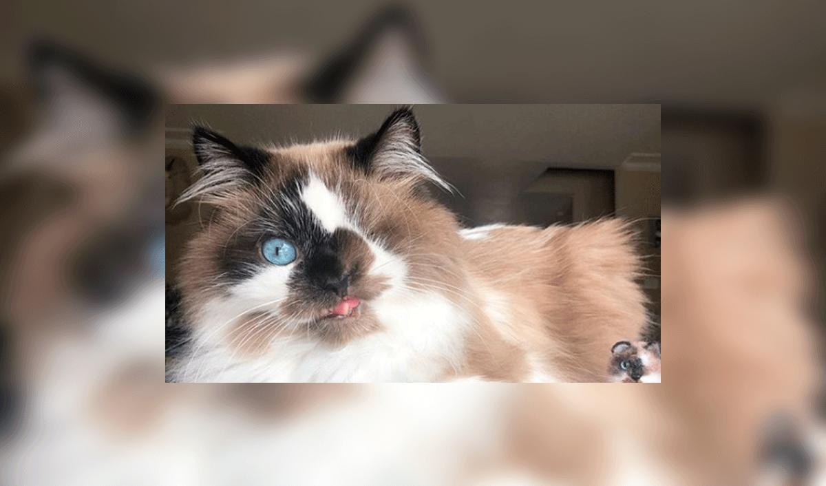 Fotos: Cricket, el gato tuerto que escapó de la eutanasia y ahora es ...