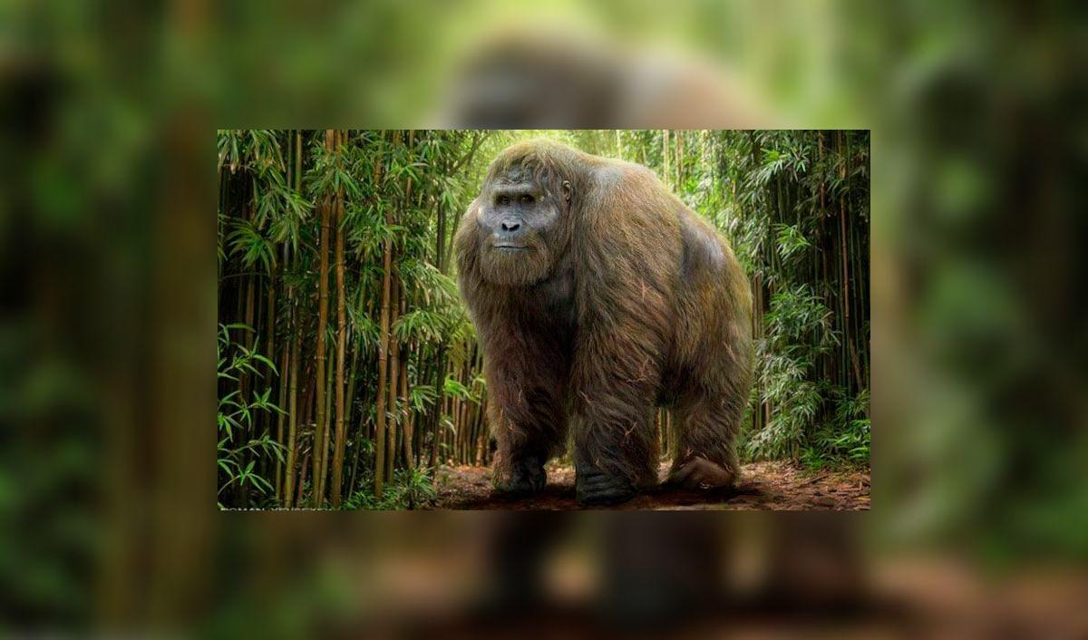 Gigantopithecus blacki: hallan evidencia de ‘King Kong’, el simio más ...
