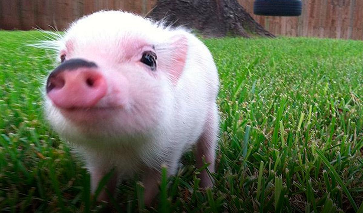Viral | argentina | Frida, la cerdita que iba a ser sacrificada, pero ...