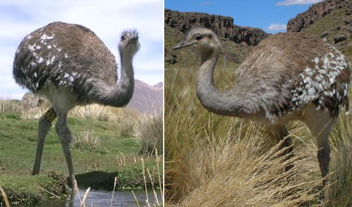 Suri: ¿cuánto mide el ave más grande de América que vive en Perú y está ...