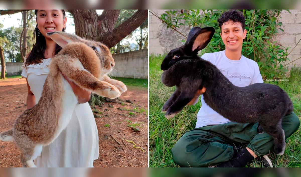 ¿Cuánto mide el gigante de Flandes, el conejo más grande del mundo ...
