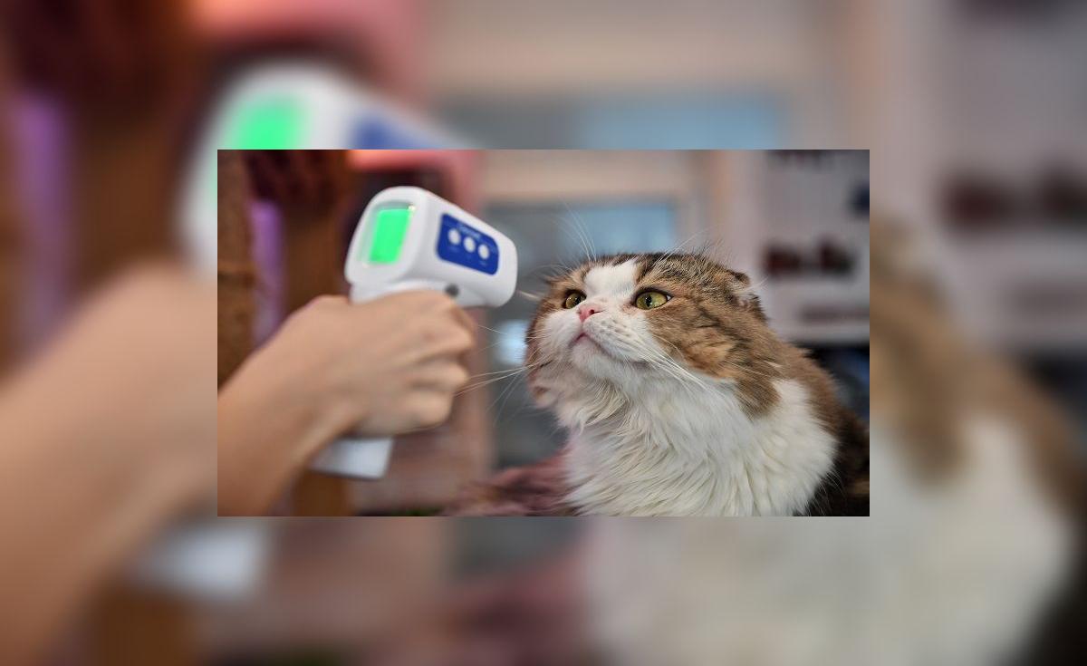 Gatos pueden contagiarse de coronavirus entre miembros de su especie ...
