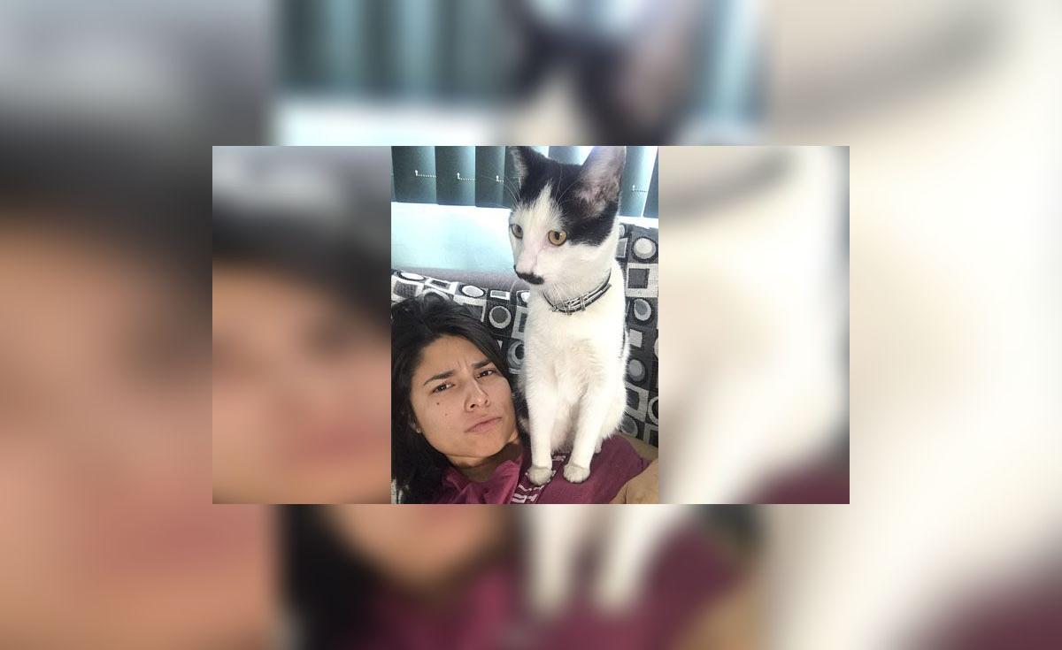 Facebook viral: adorable gato con bigote es comparado con Hitler y se ...