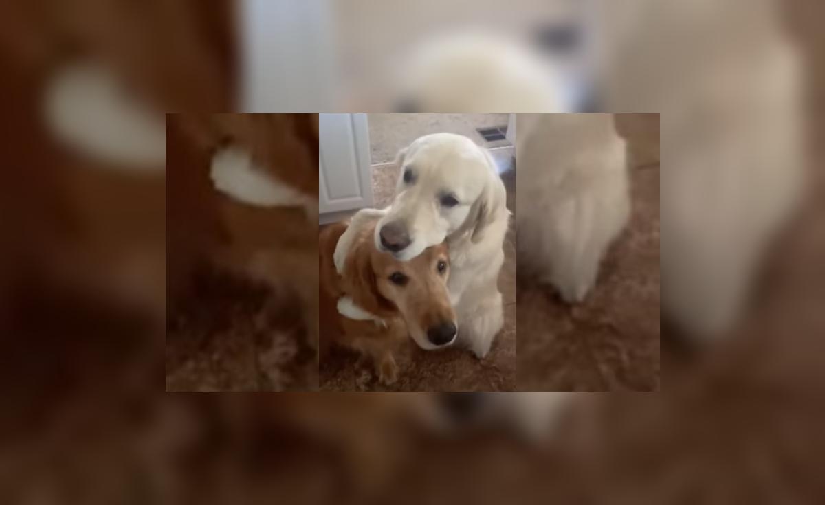 Facebook viral: Perro es regañado por robar la comida de su compañero y ...