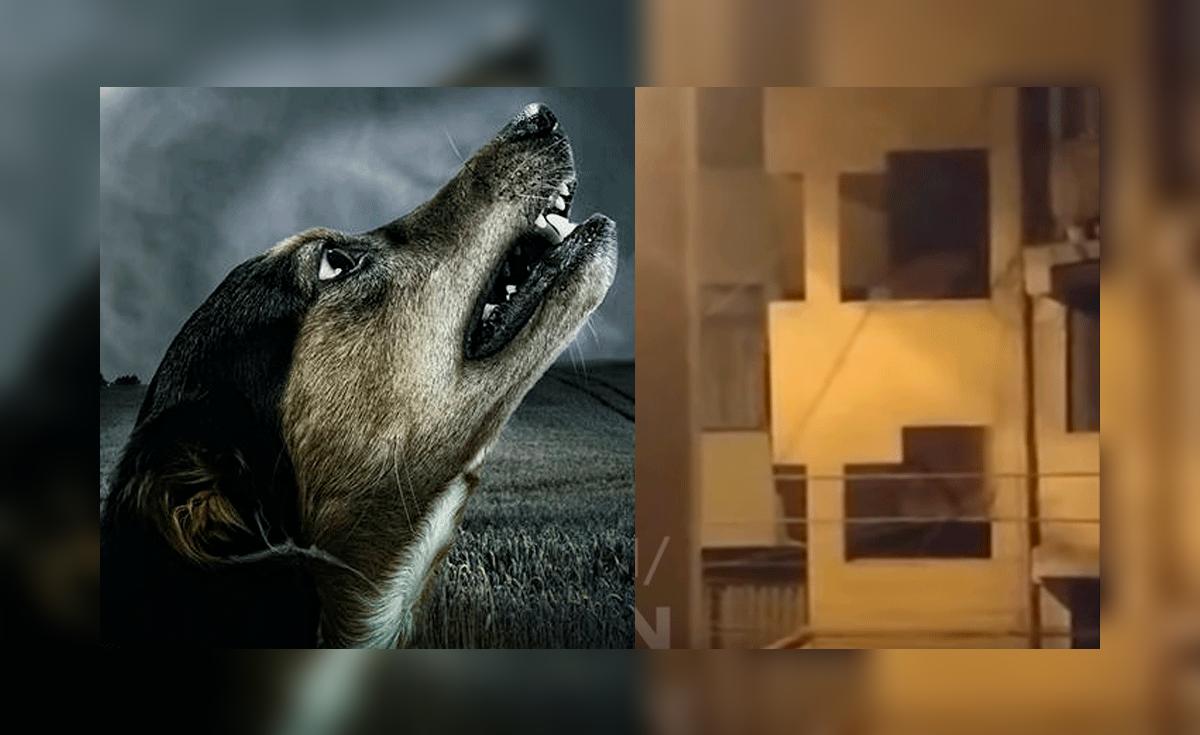 YouTube Viral: perro salva a su dueña de un fantasma maligno y todo ...
