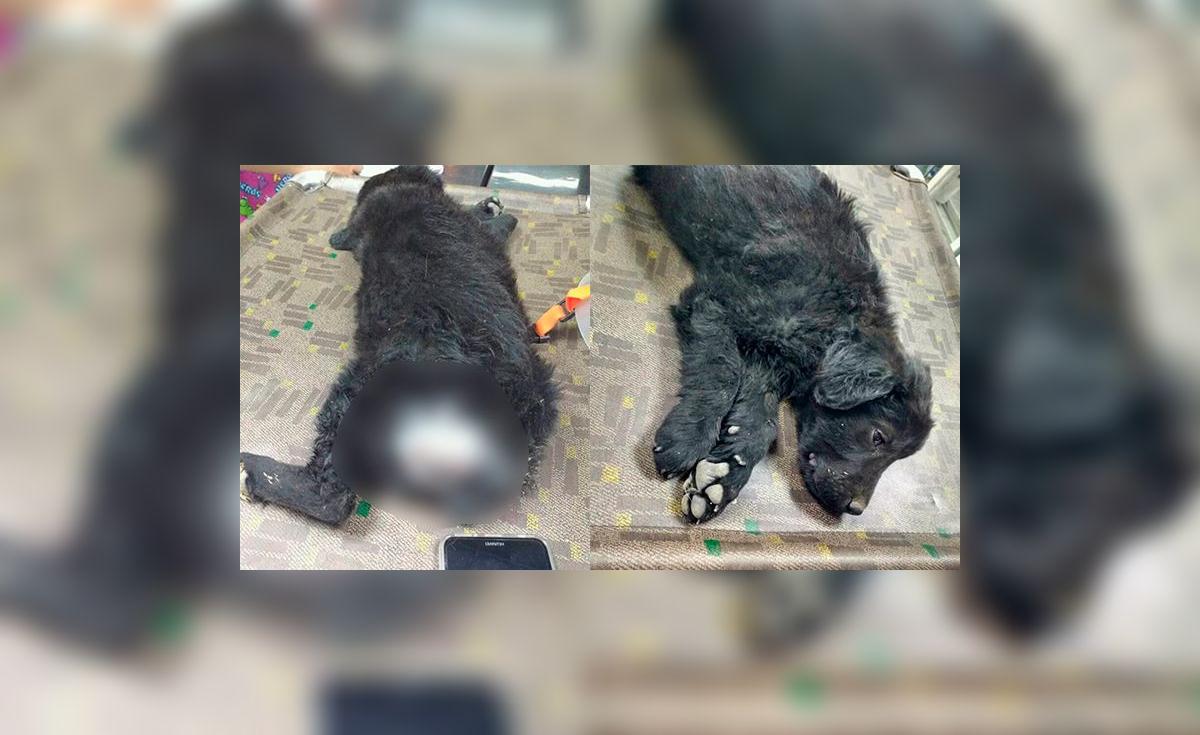 Tacna: Atacan con una navaja a un perro y le cortan la cola [VIDEO ...