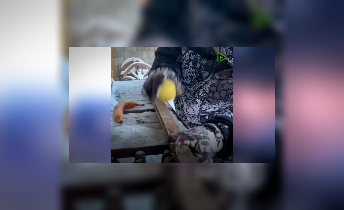 Facebook viral: joven ruso usa como martillo una fruta congelada a -53 ...