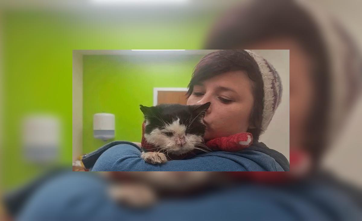 Inglaterra: Murió Maximus, el gato que batalló contra el VIH felino ...