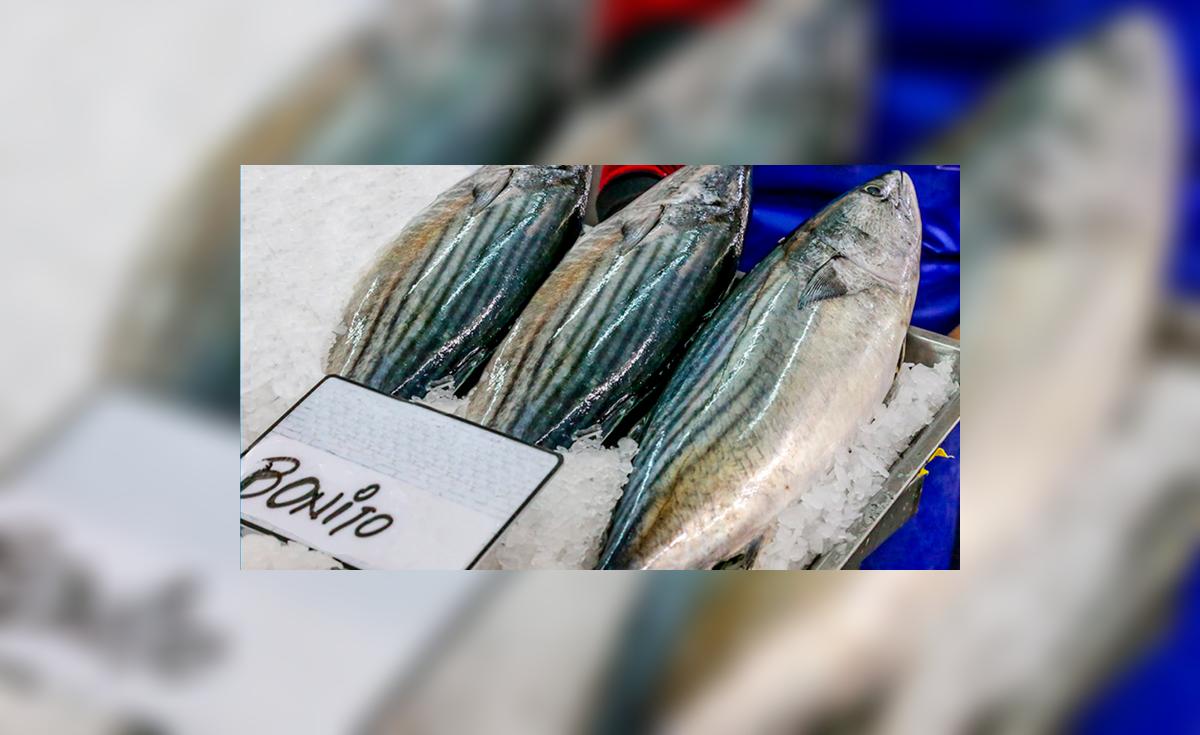 Produce: Establecen medidas temporales para pesca del bonito