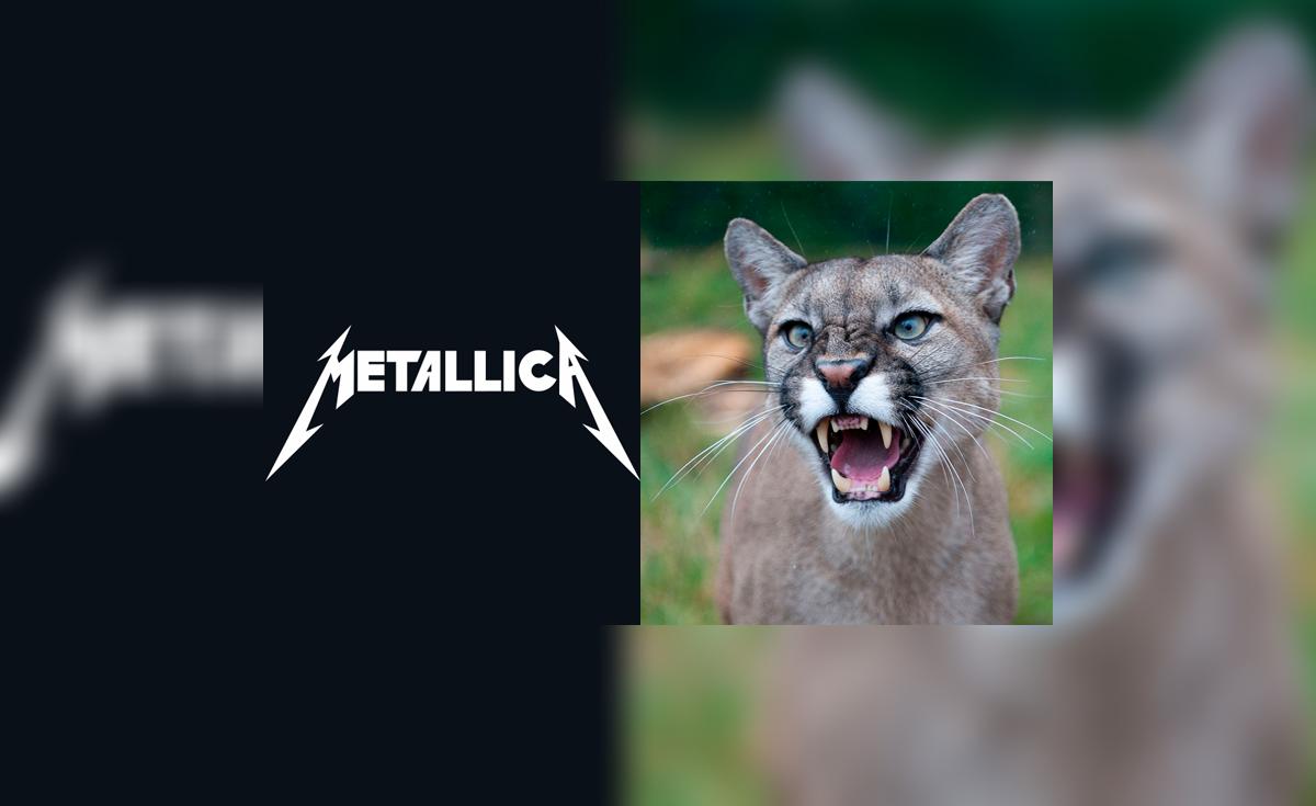 Facebook viral: Mujer usa canción de Metallica para ahuyentar a feroz ...