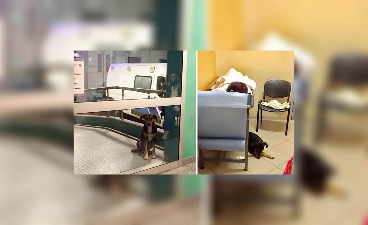Facebook: perro logró conmover a policías y enfermeros, ahora acompaña ...